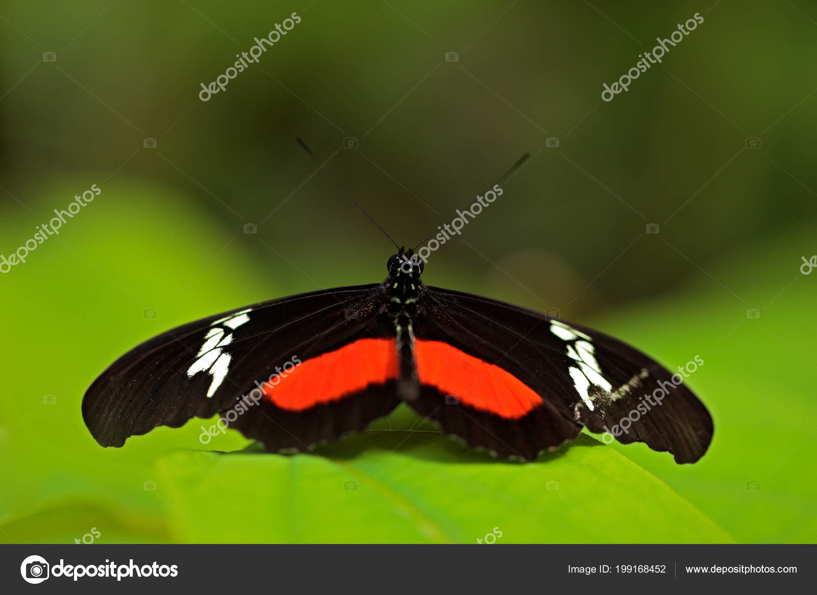 Butterfly Montane Longwing Heliconius Clysonymus Nature Habitat Stock Photo by ©OndrejProsicky ...