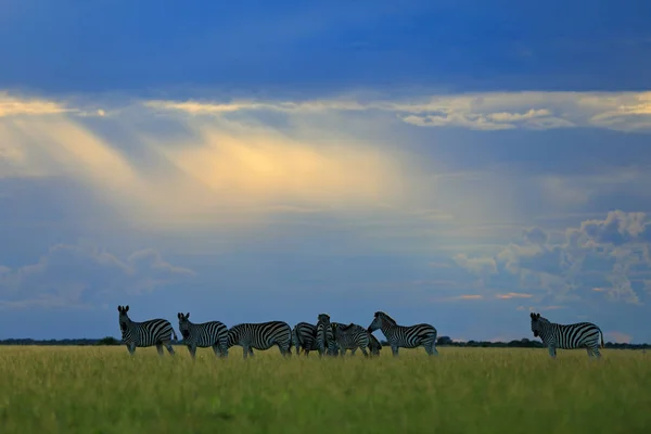 Zebras with blue sky, light sun rays, evening sunset, Nxai Pan National ...