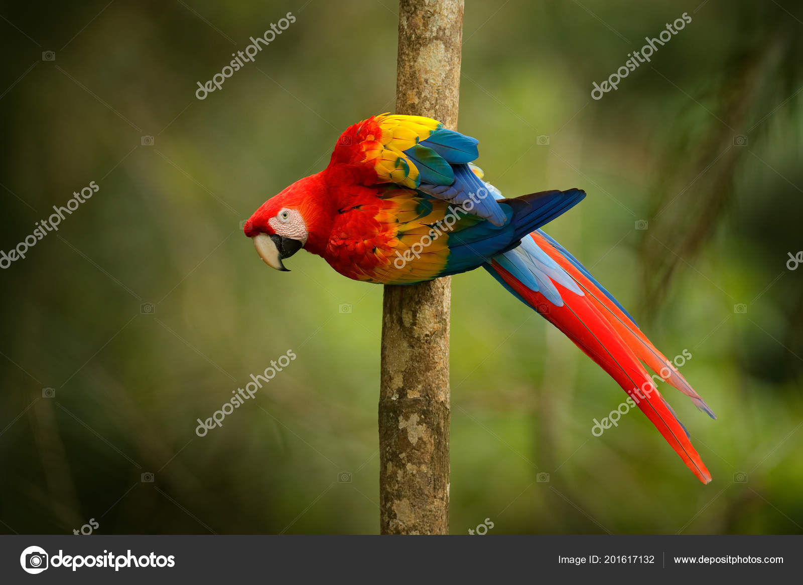 Scarlet Ara Sitter Red Parrot Scarlet Macaw, Ara Macao, Bird...