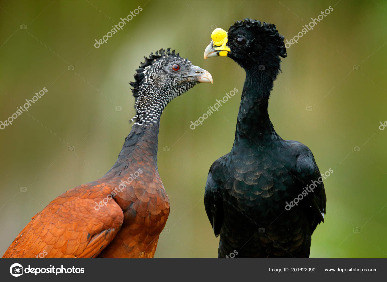 Great Curassow Crax Rubra Big Black Birds Yellow Bill Nature Stock ...