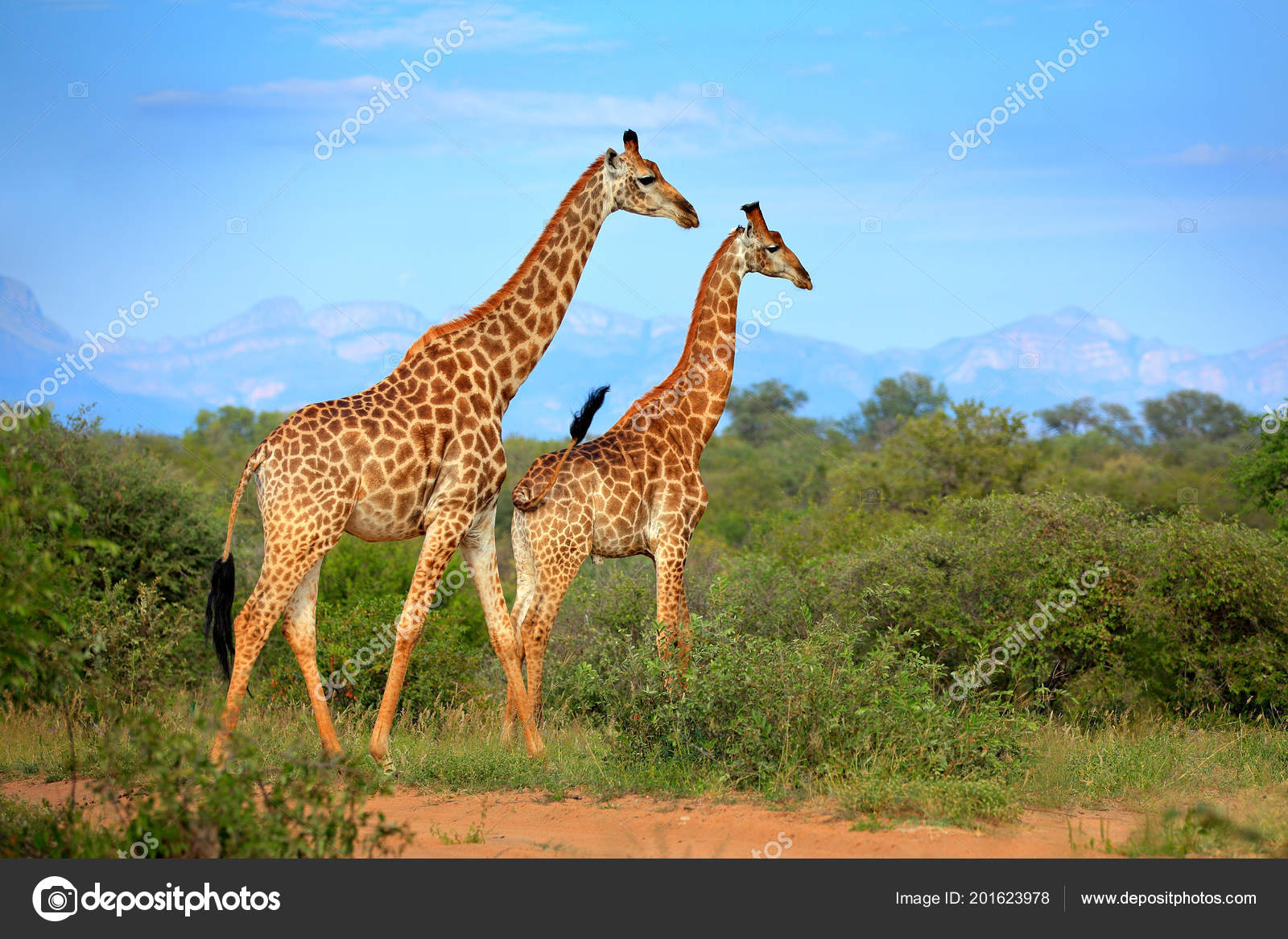 Two Giraffes Forest Drakensberg Mountains Background Green Vegetation ...