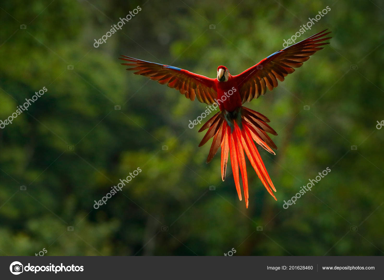 Tropical Rainforest Parrot Flying