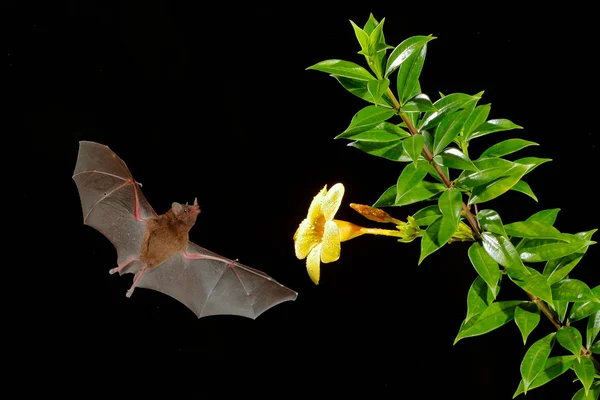 Bat Stock Photos, Royalty Free Bat Images | Depositphotos