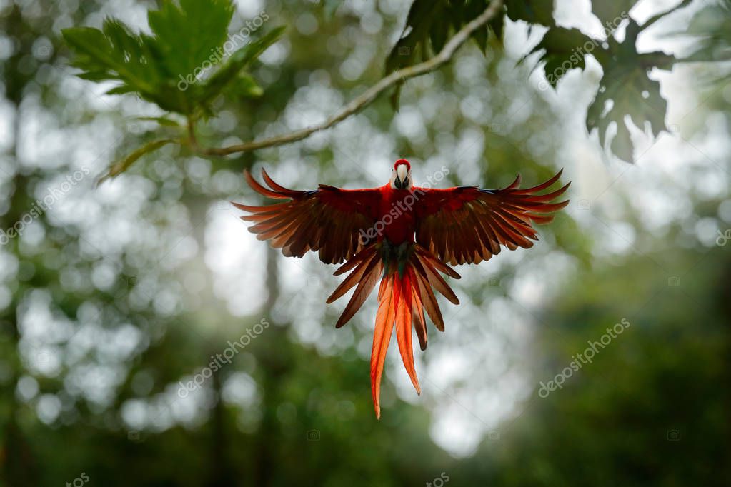 Loro rojo volando en vegetación verde oscura con hermosa luz de fondo ...