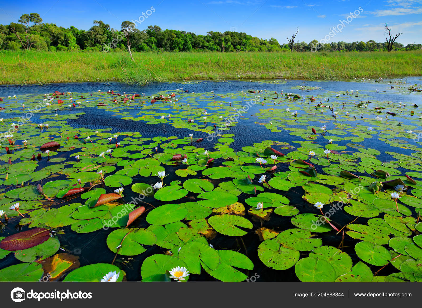 African Water Ponds