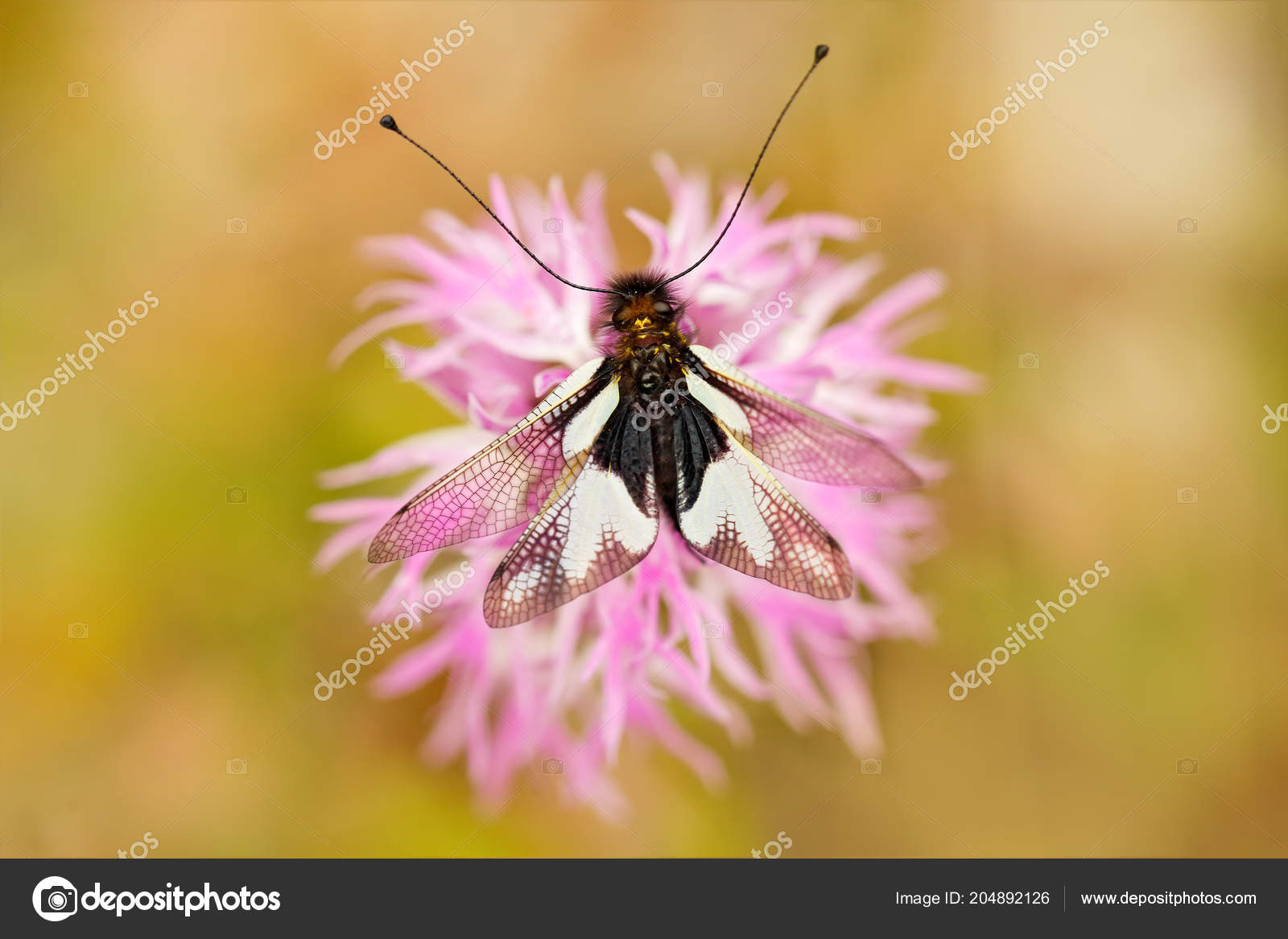 Owlflies Libelloides Lacteus Gargano Italy Flowering European ...