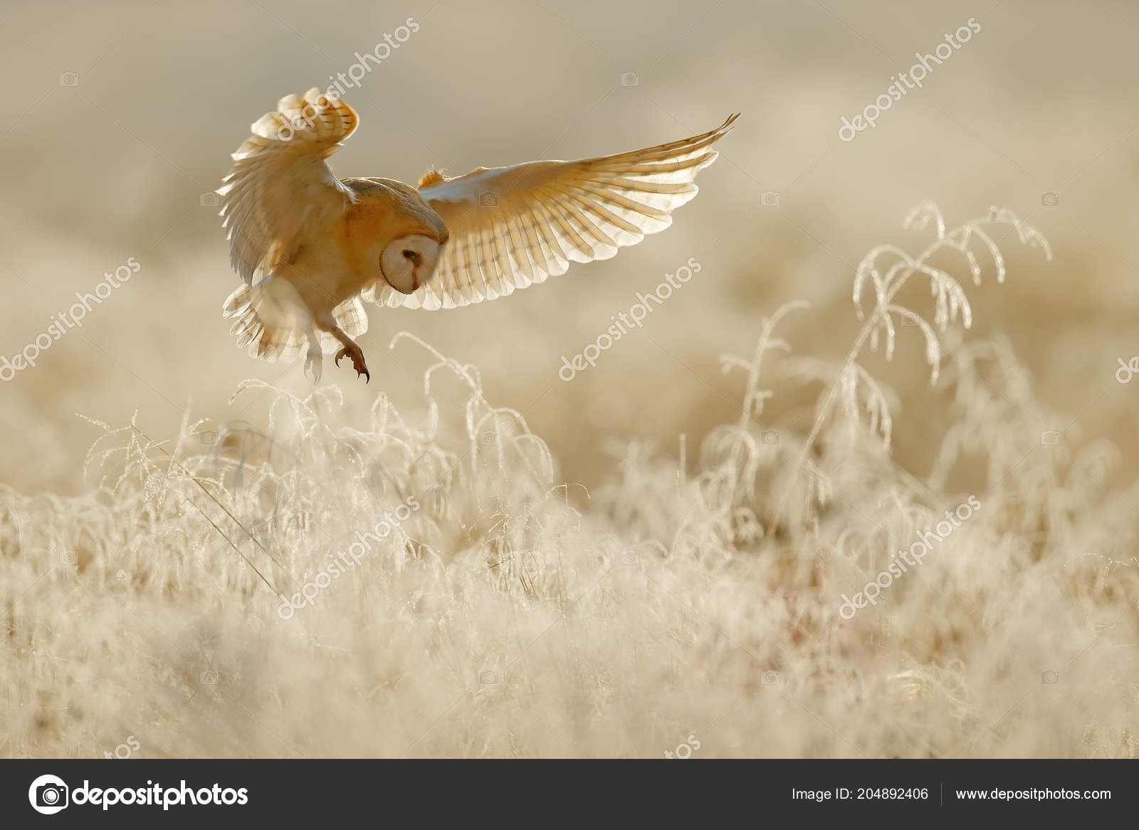 Owl Fly Open Wings Barn Owl Tyto Alba Flying Rime — Stock Photo ...