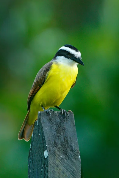 Yellow Bird Costa Rica Great Kiskadee Pitangus Sulphuratus Brown Yellow ...