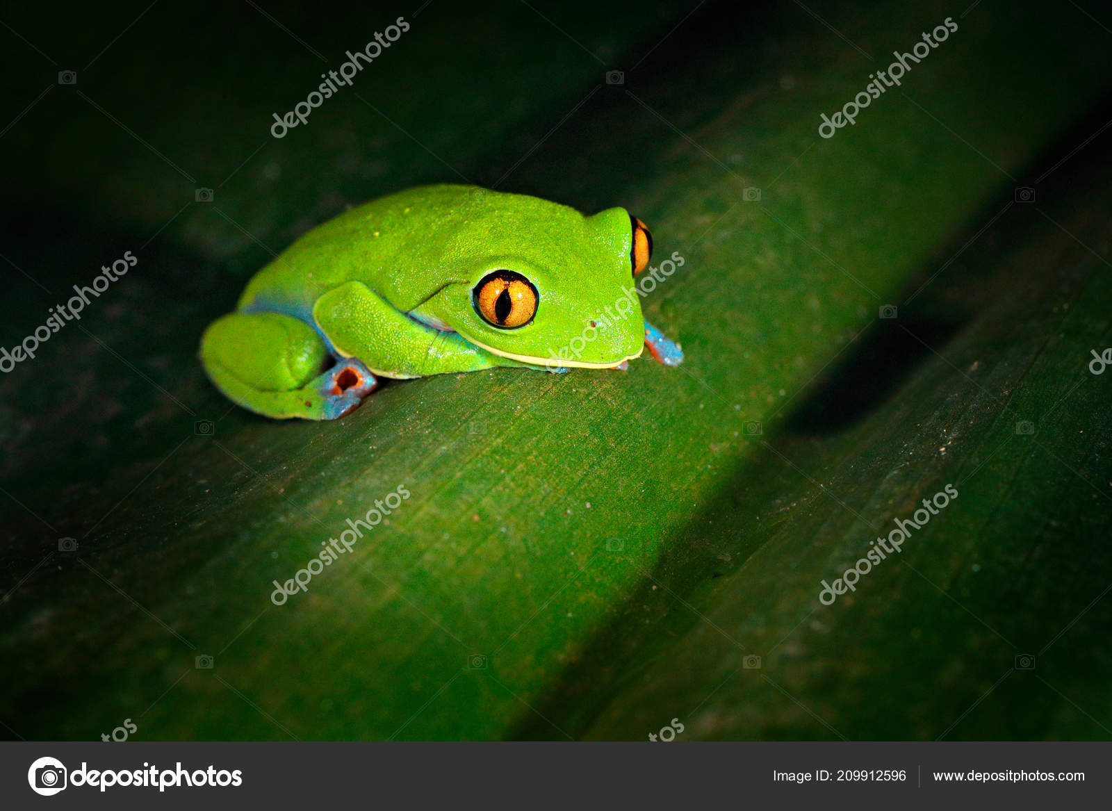 Blue Toed Tree Frog