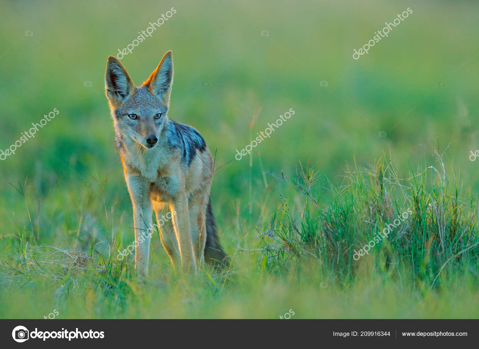 subtitleidaho - Blog