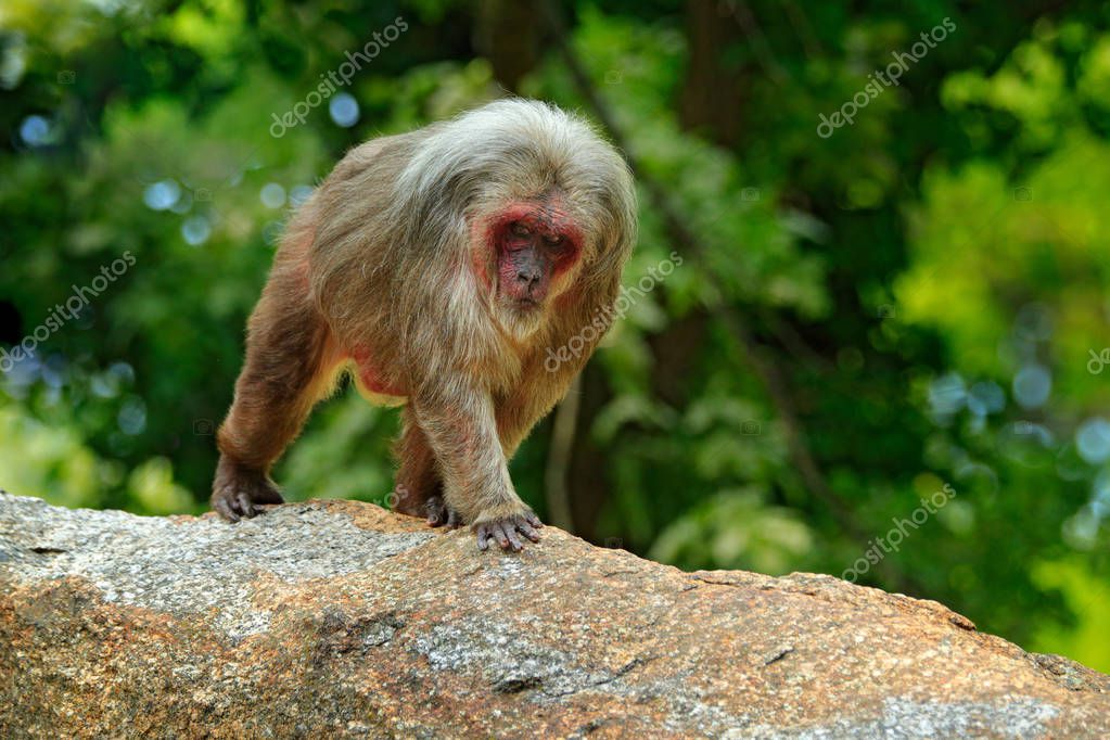 Macaco cola de muñón, Macaca arctoides, mono de Tailandia, Asia. Cara ...