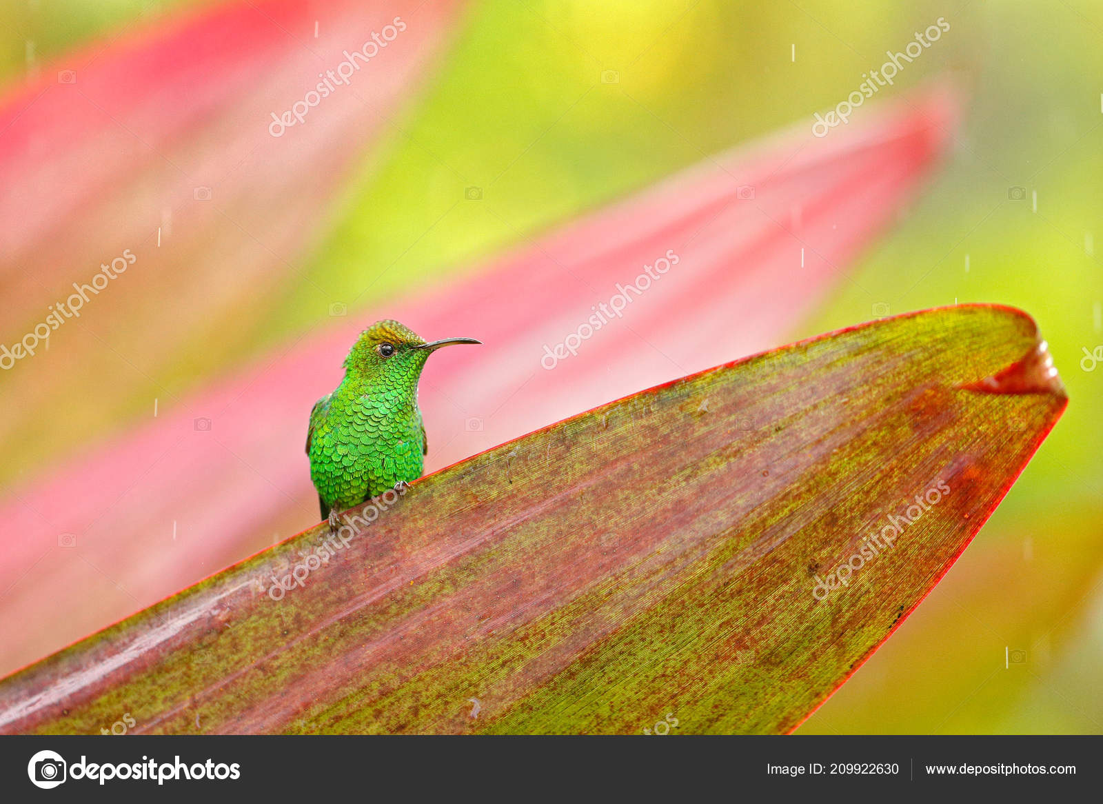 Bright Green Hummingbirds