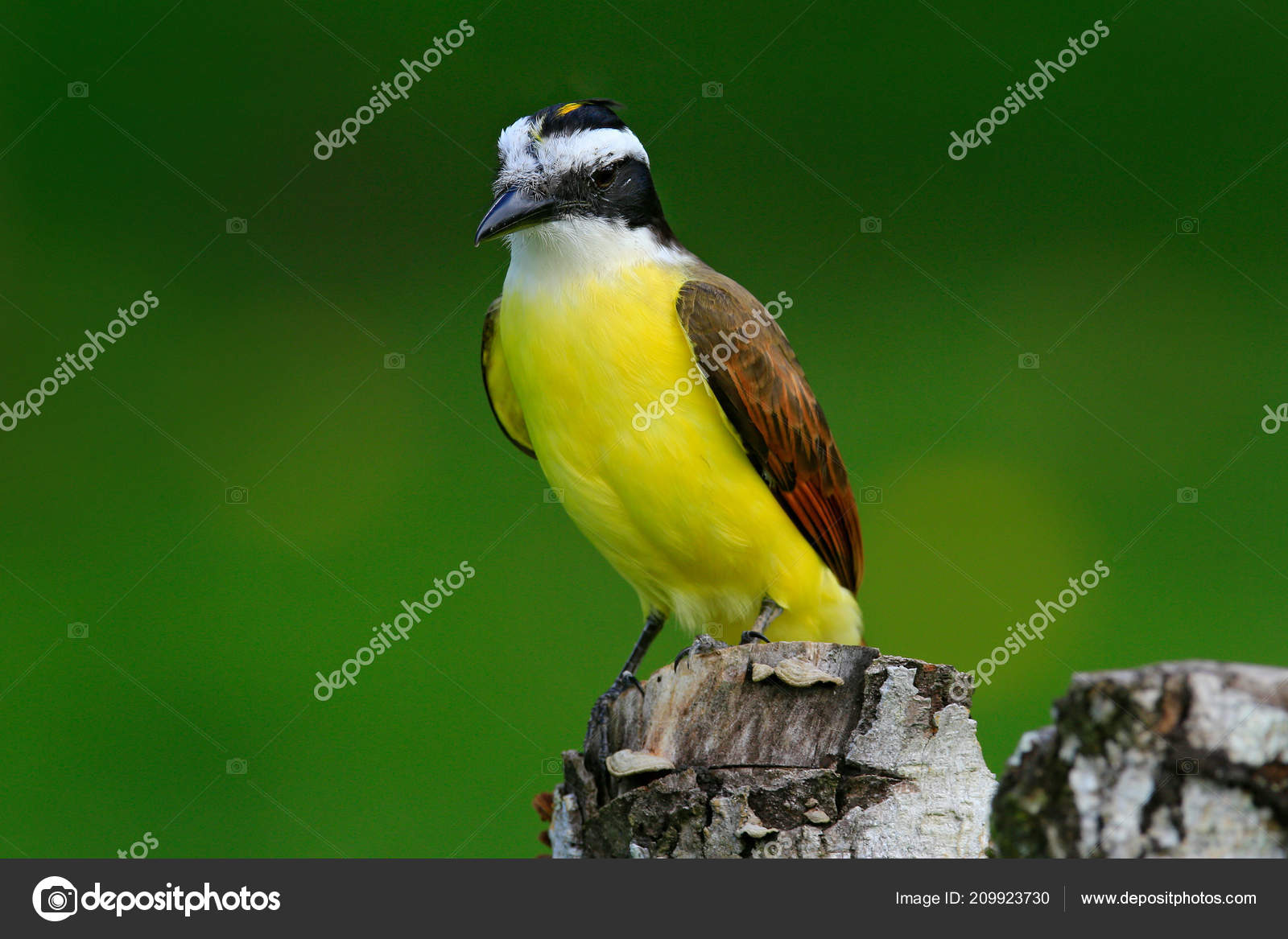 Yellow Bird Costa Rica Great Kiskadee Pitangus Sulphuratus Brown Yellow ...