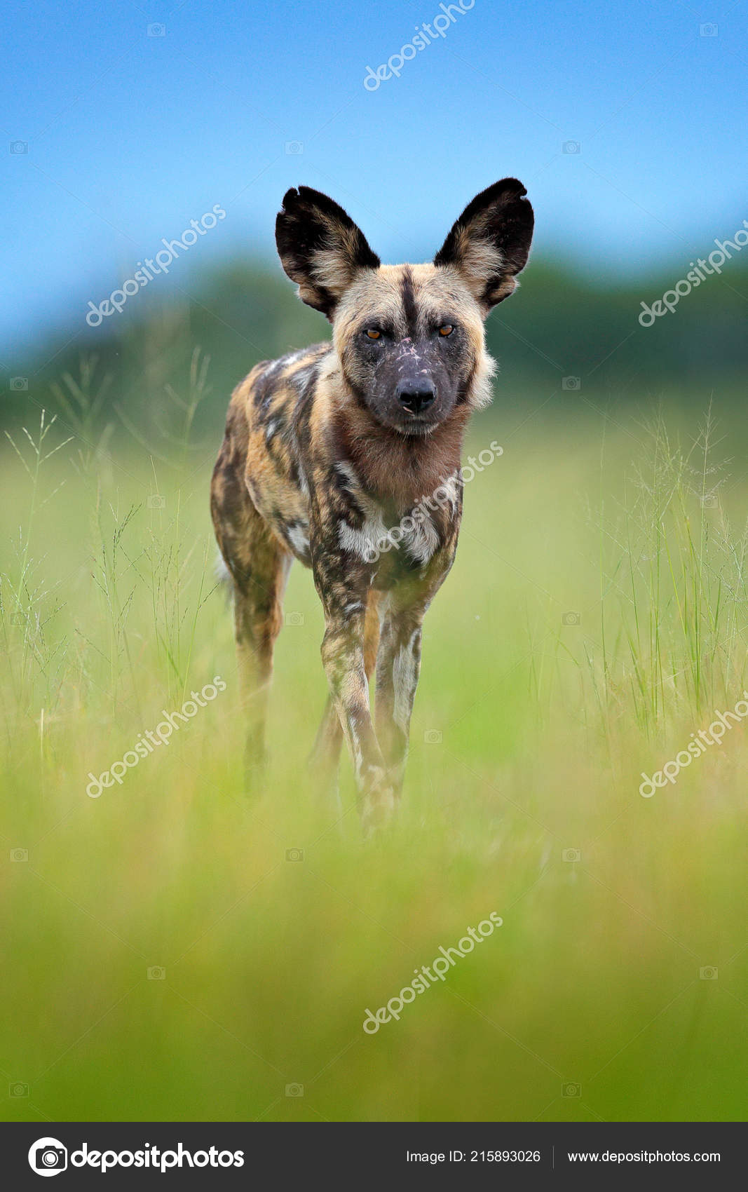 African Wild Dog Standing Looking Camera Moremi Botswana Africa Stock ...