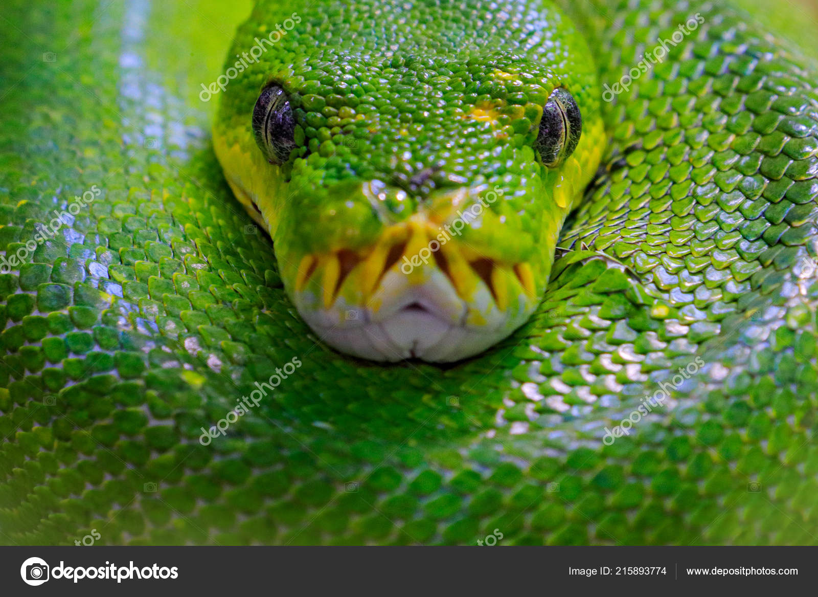 Close Green Tree Python Forest Habitat — Stock Photo © OndrejProsicky ...