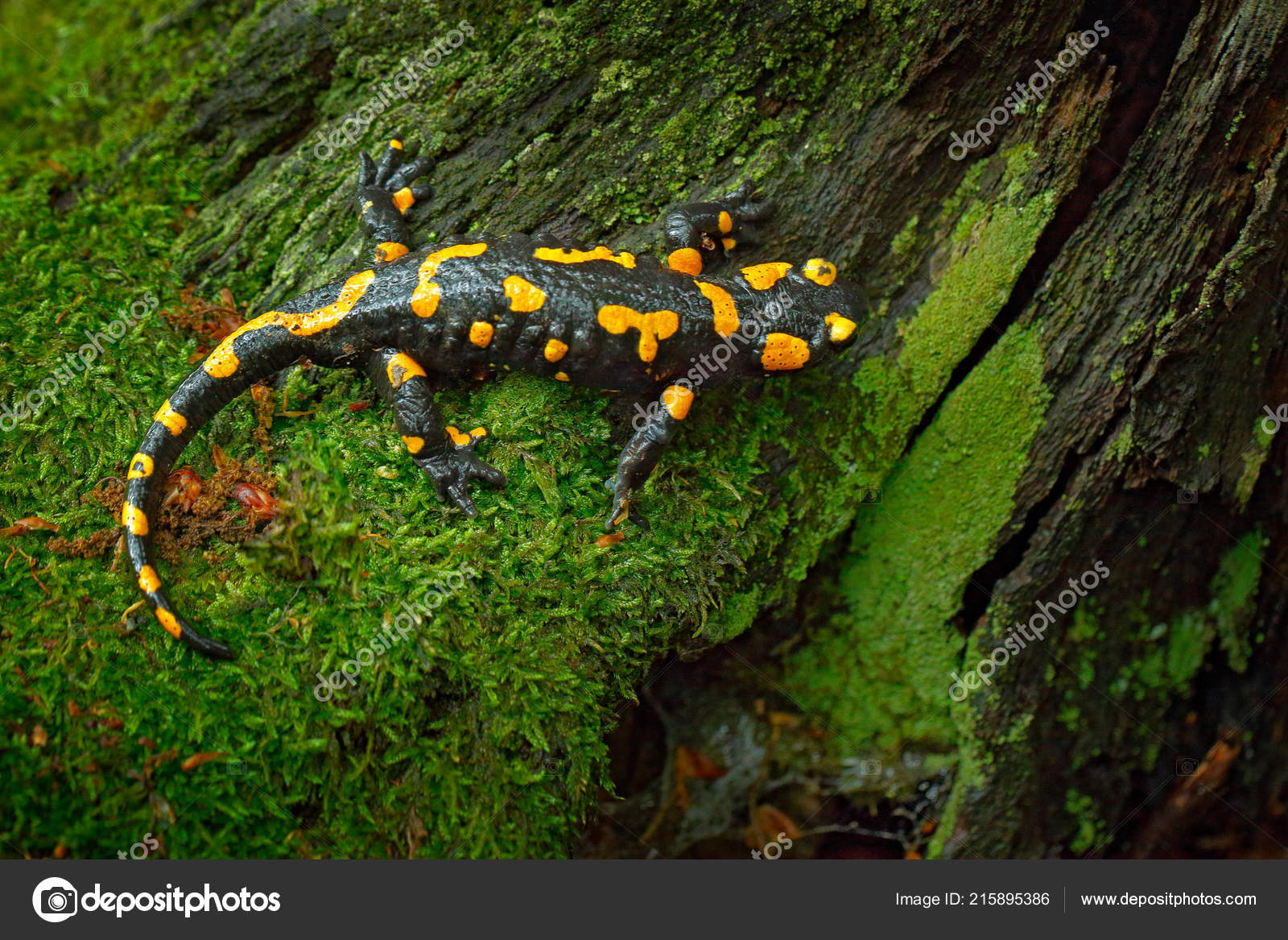 Fire Salamander Tree Trunk Green Moss Stock Photo by ©OndrejProsicky ...