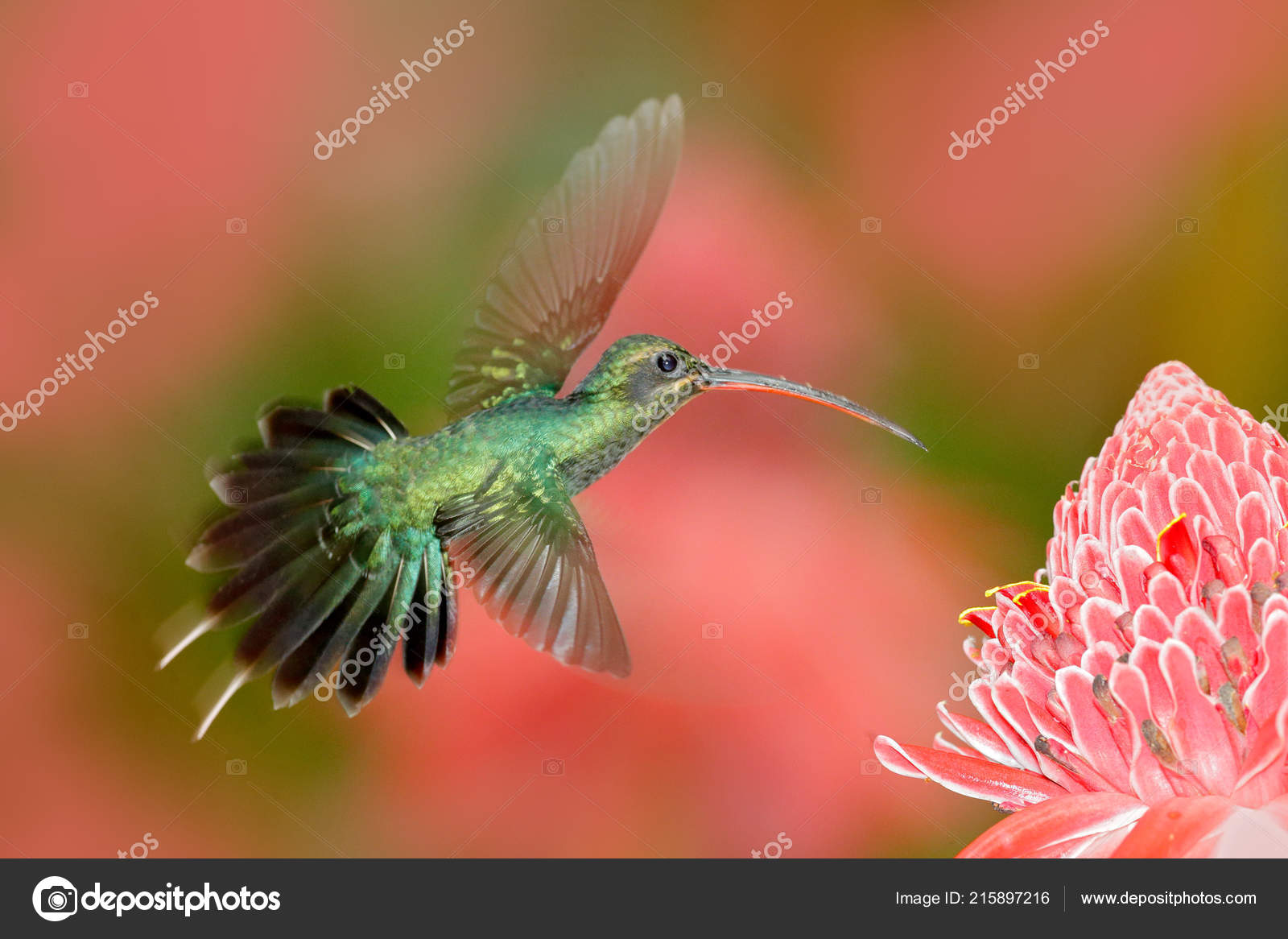 Shiny Rare Hummingbird Flying Next Beautiful Pink Red Flower — Stock ...