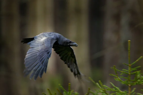 Raven in flight Stock Photos, Royalty Free Raven in flight Images ...