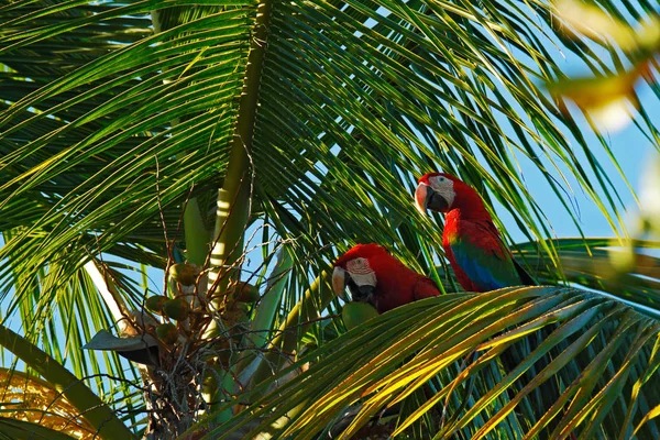 Parrot palm tree Stock Photos, Royalty Free Parrot palm tree Images ...