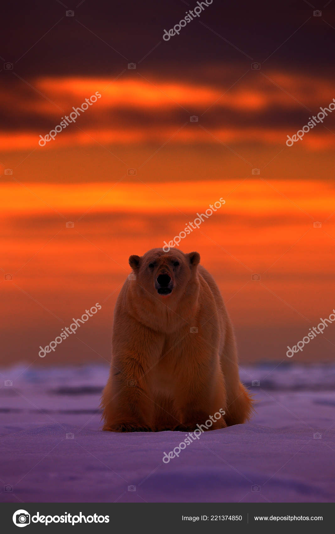 Polar Bear Sunset Arctic Bear Drifting Ice Snow Evening Orange — Stock ...