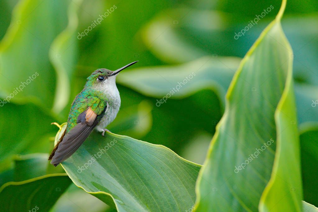 Eupherusa eximia, Colibrí de cola rayada, pajarito de Savegre ...
