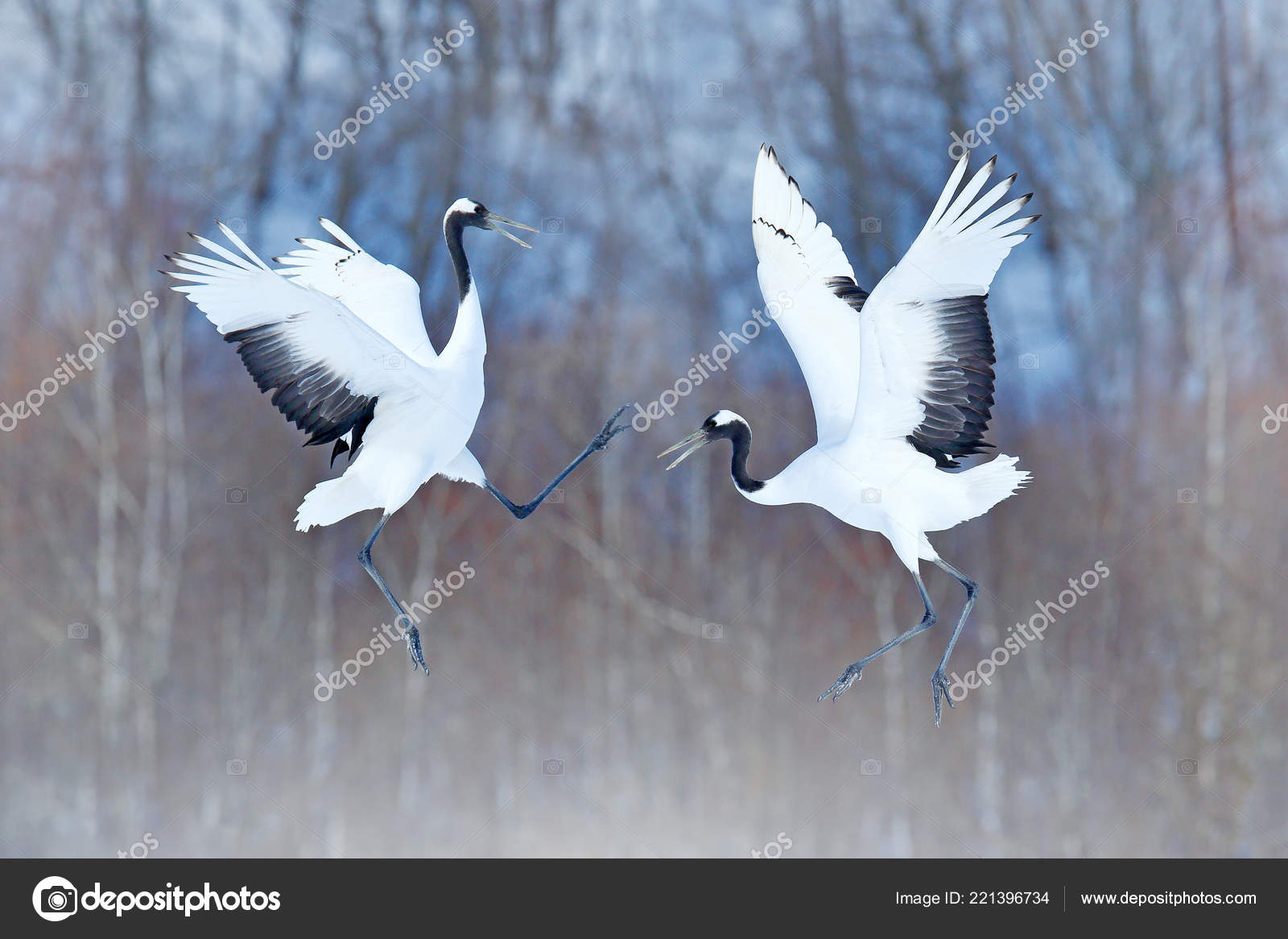 Red Crowned Crane Dance