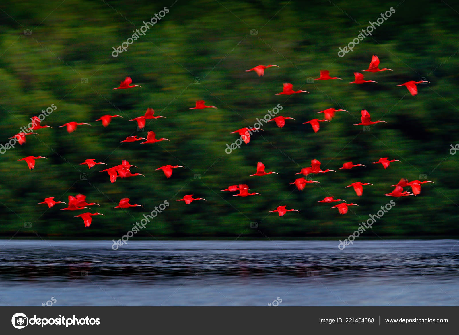 Scarlet Ibis Eudocimus Ruber Exotic Red Bird Nature Habitat Bird Stock ...
