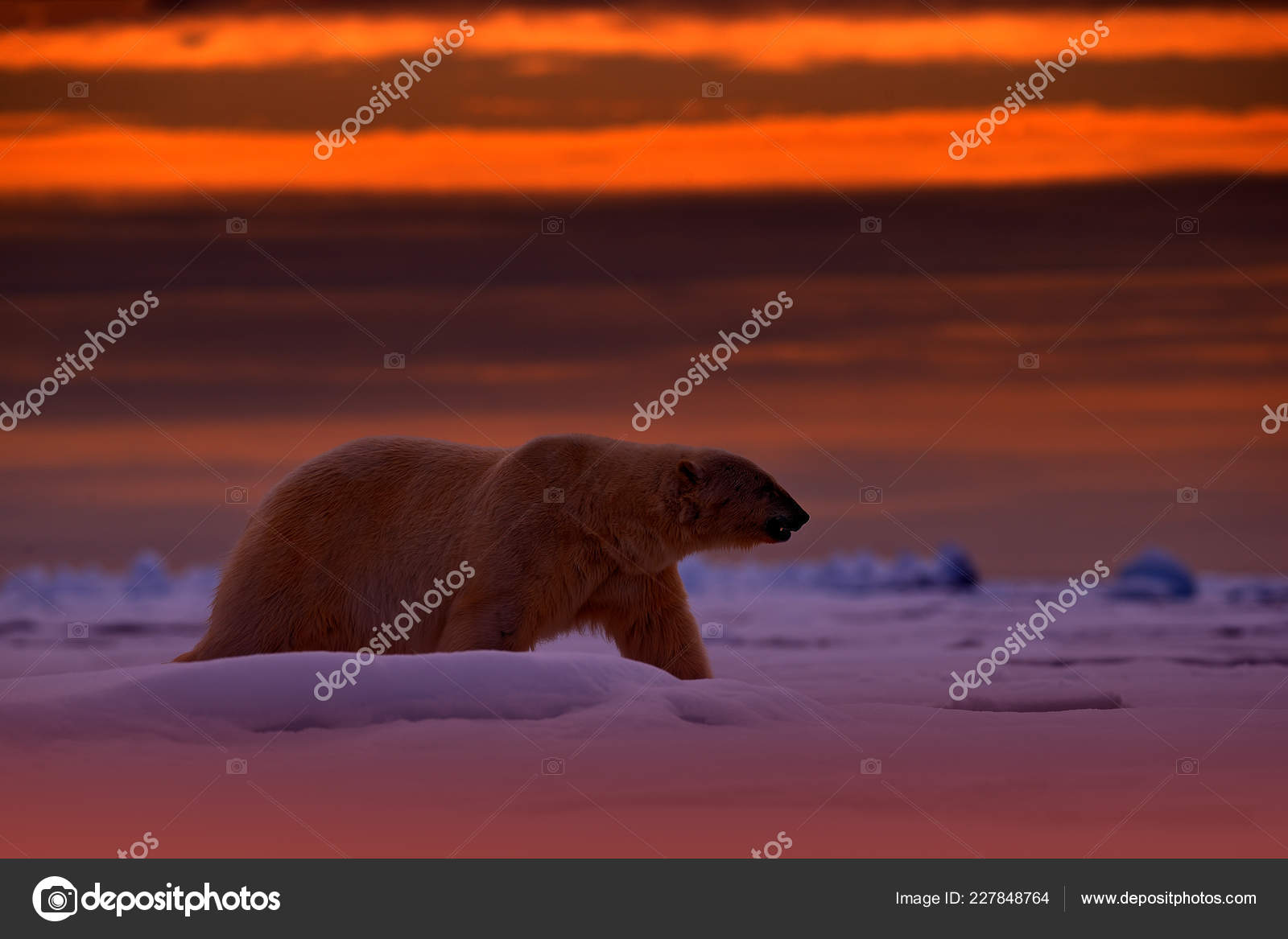Polar Bear Sunset Arctic Bear Drifting Ice Snow Evening Orange — Stock ...