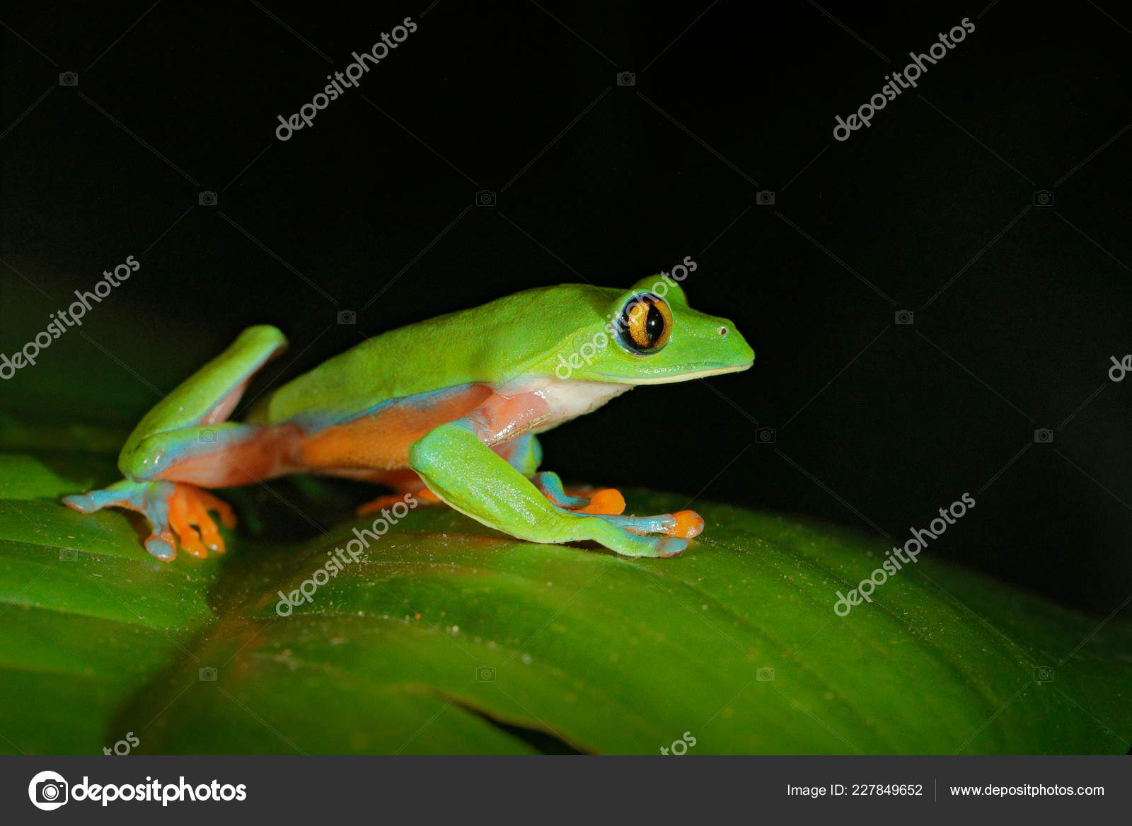 Agalychnis Annae Golden Eyed Tree Frog Green Blue Frog Leave Stock ...