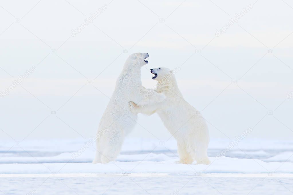 Oso polar bailando en el hielo. Dos osos polares aman el hielo a la ...
