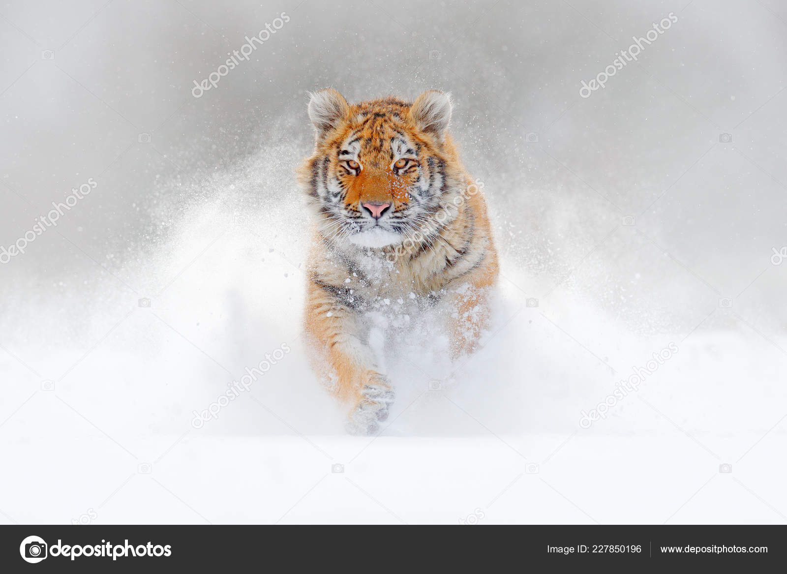 Animal Tigers Running