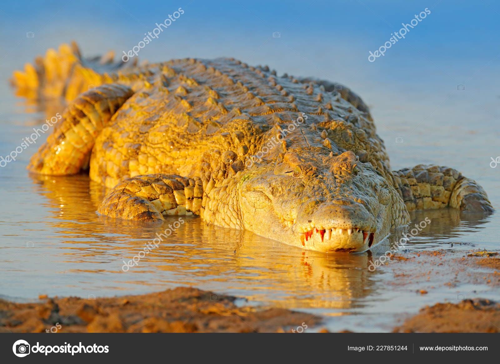 Crocodile Beautiful Evening Light Nile Crocodile Crocodylus Niloticus ...