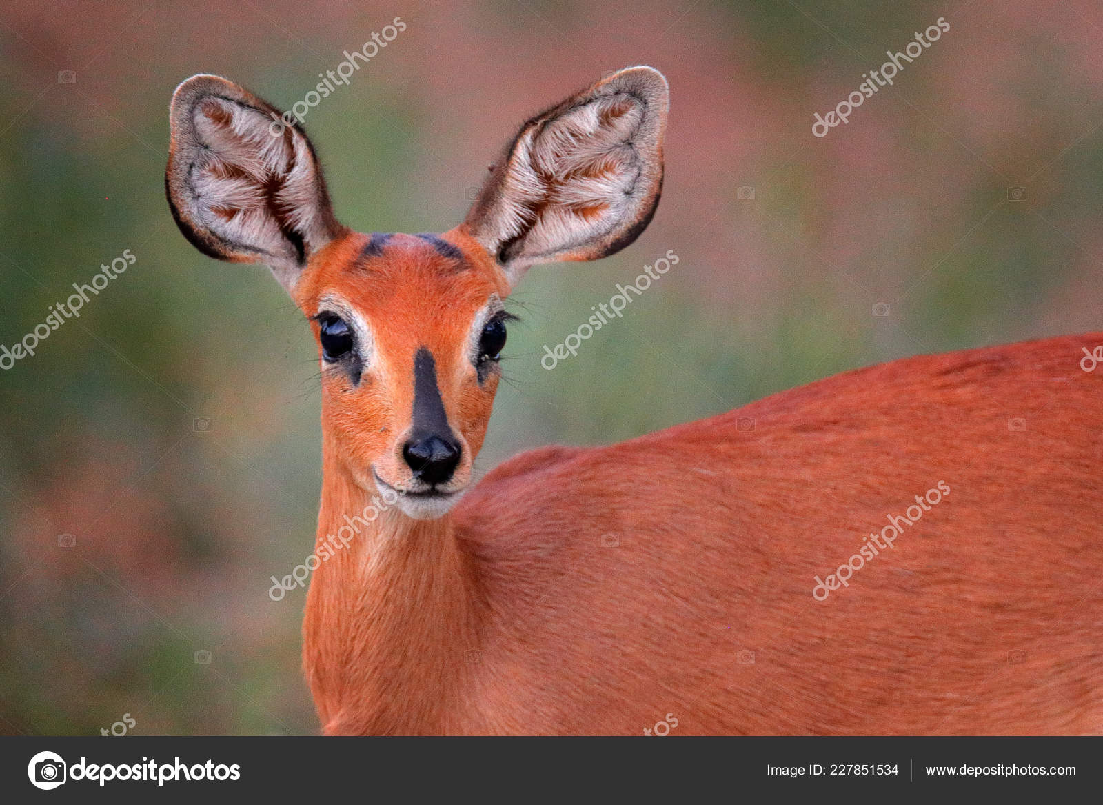 Chobe Bushbuck Tragelaphus Scriptttus Ornatus Detalle Retrato Antílope ...