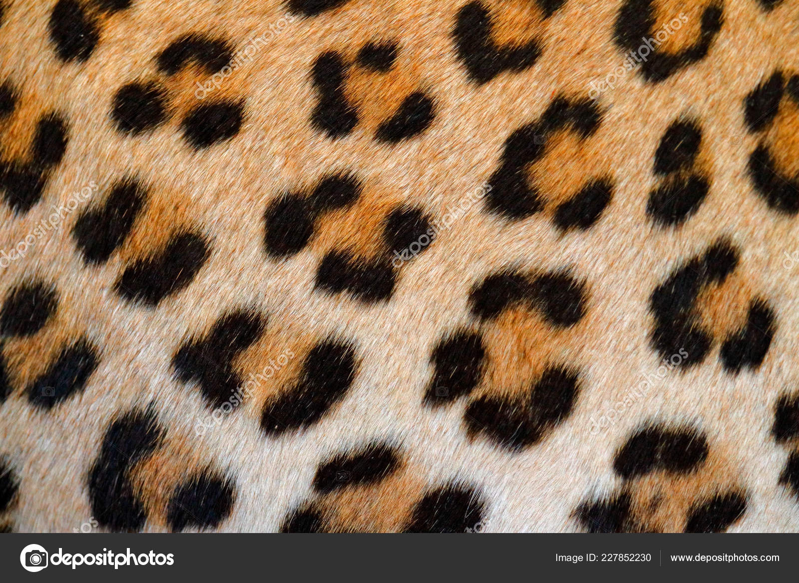 Leopard Fur Coat Spotted Detail Detail Close Portrait Wild Cat Stock ...