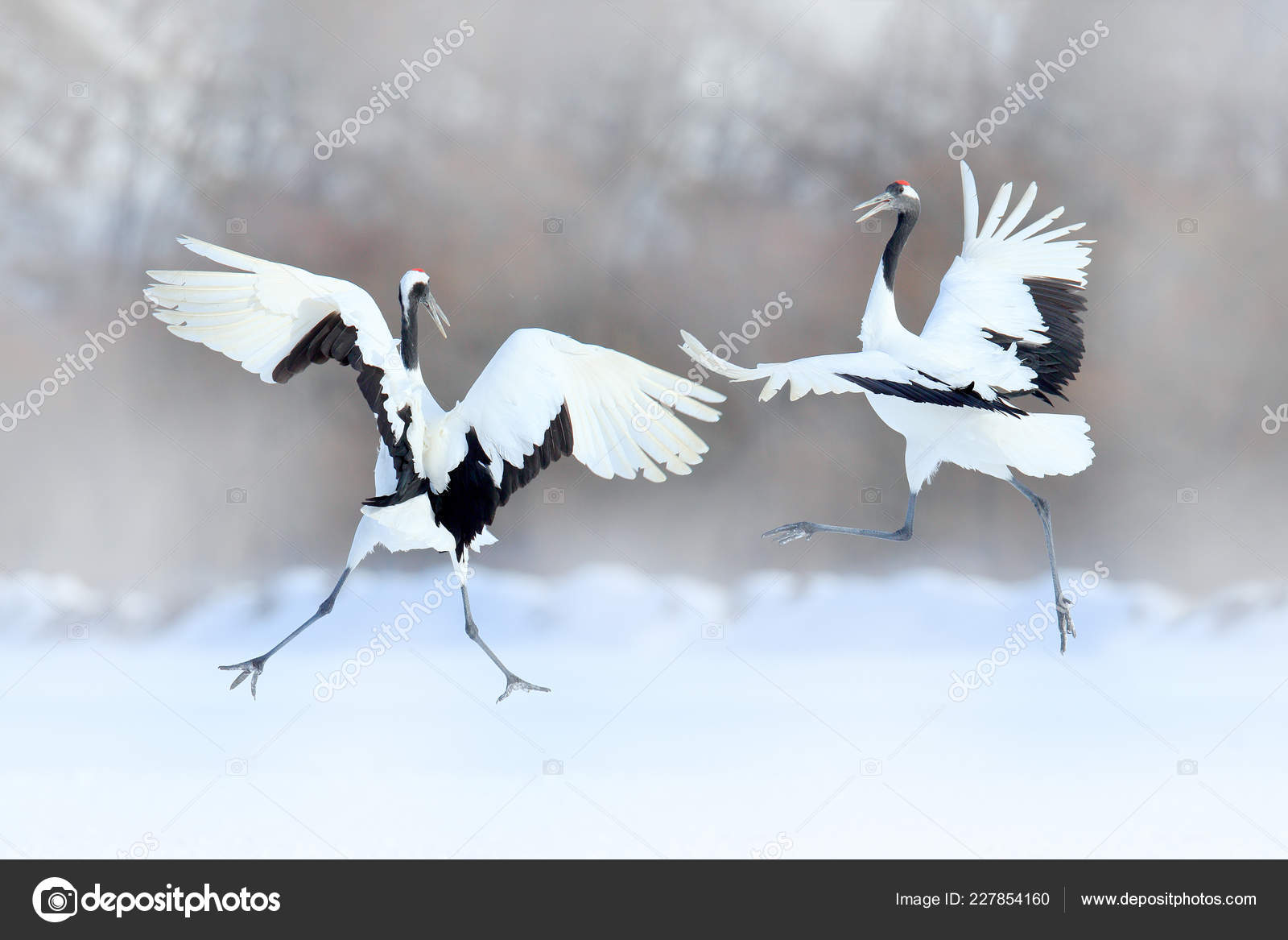 Red Crowned Crane Dance