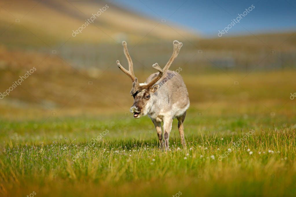 Animal salvaje de Noruega. Reno, Rangifer tarandus, con astas enormes ...