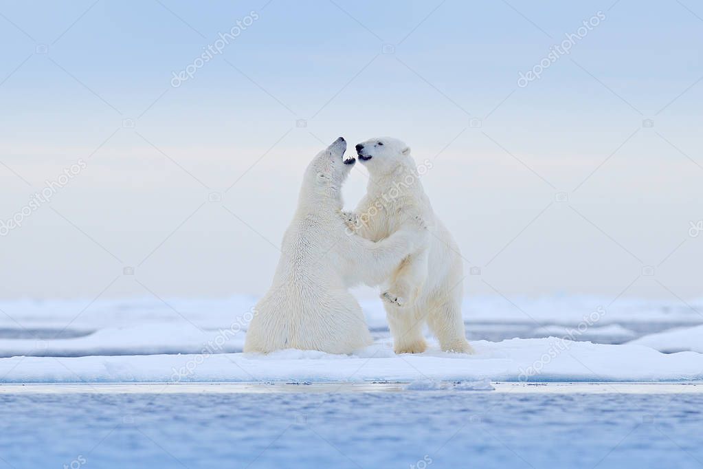 Oso polar bailando en el hielo. Dos osos polares aman el hielo a la ...