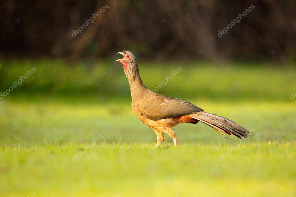 Chaco Chachalaca, Ortalis canicollis, pájaro con pico abierto ...