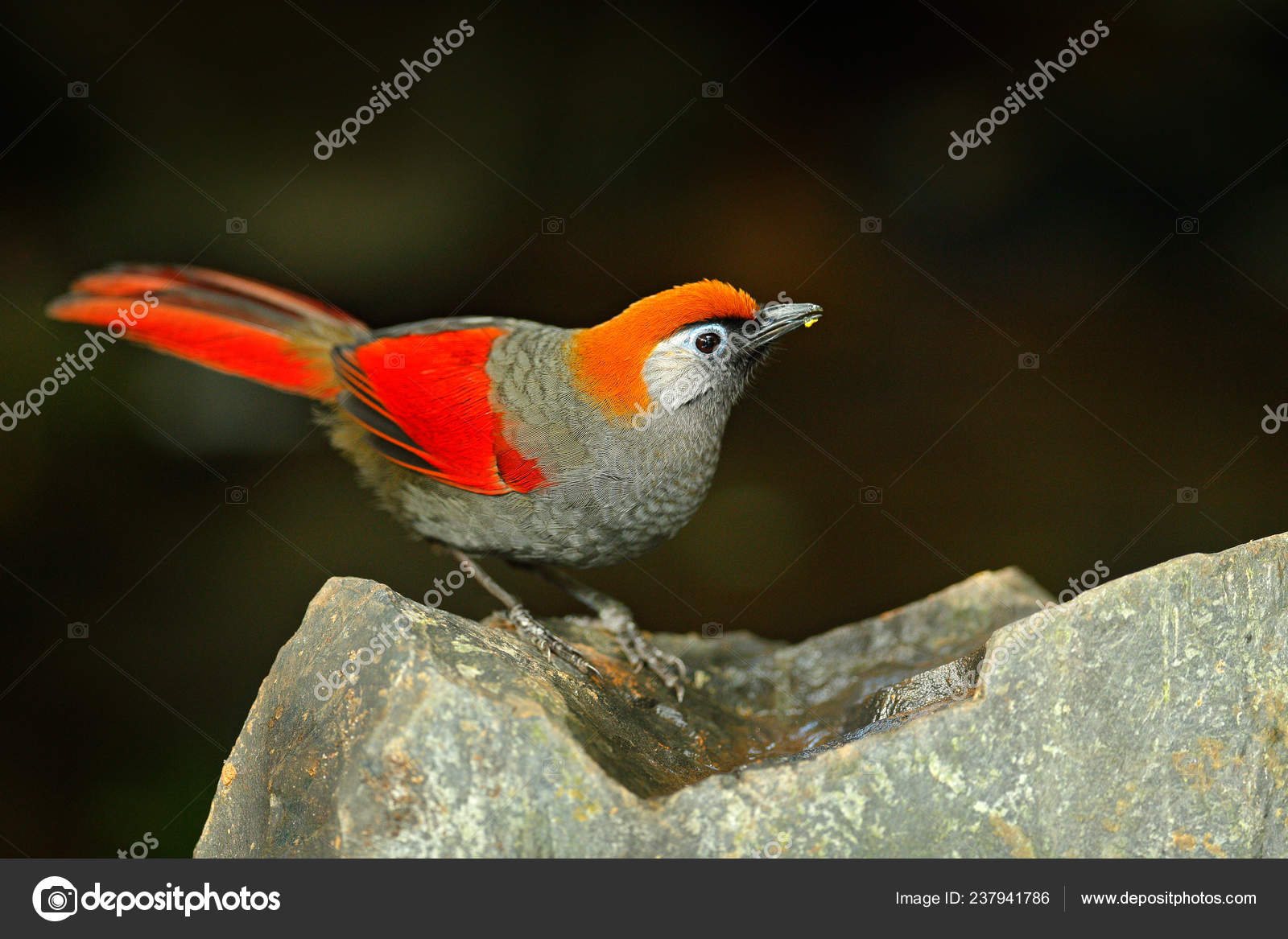 Red Grey Songbird Red Tailed Laughingthrush Garrulax Milnei Bird ...