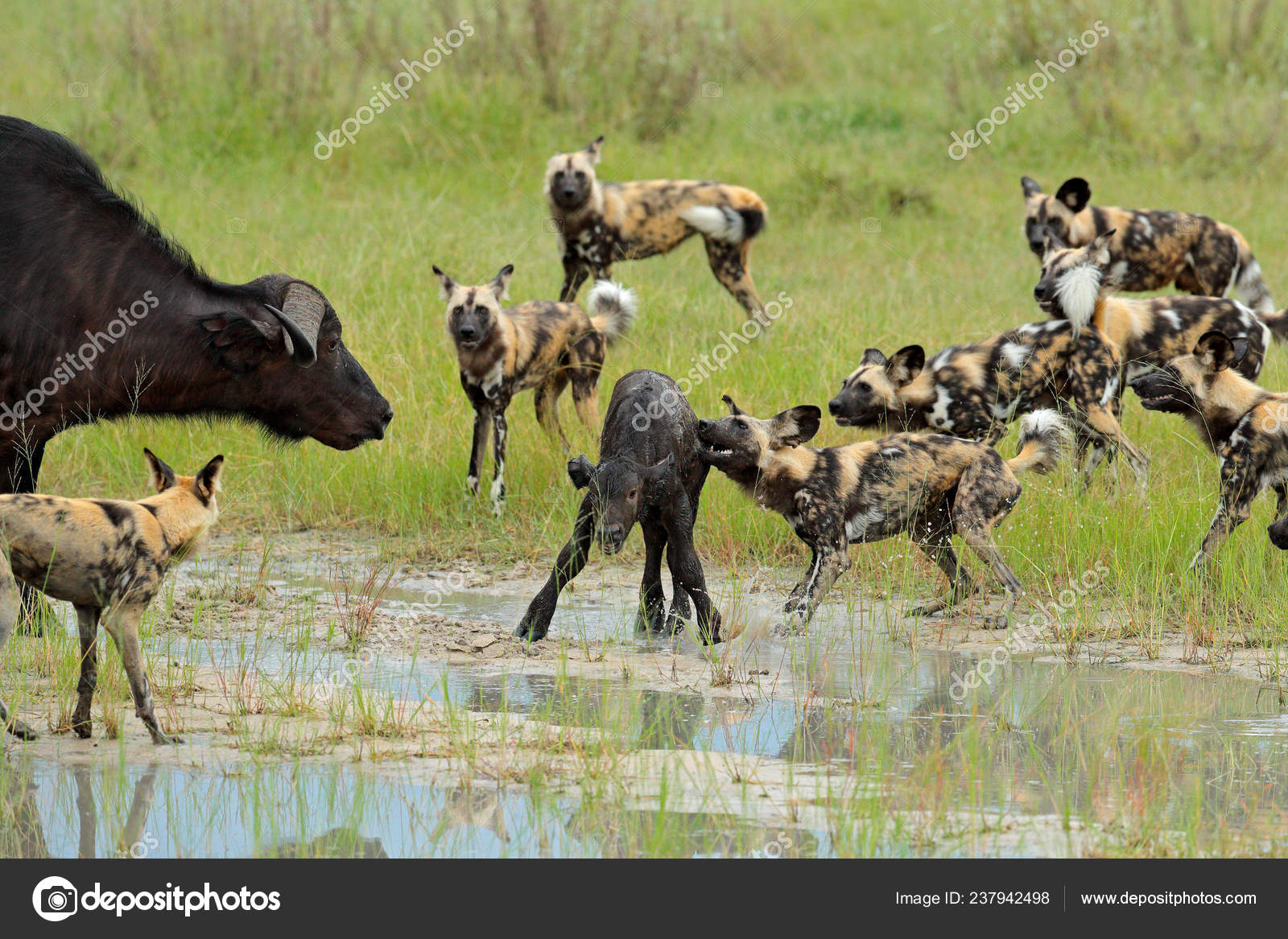 Wild Dog Hunting Botswana Buffalo Cow Calf Predator Wildlife Scene ...