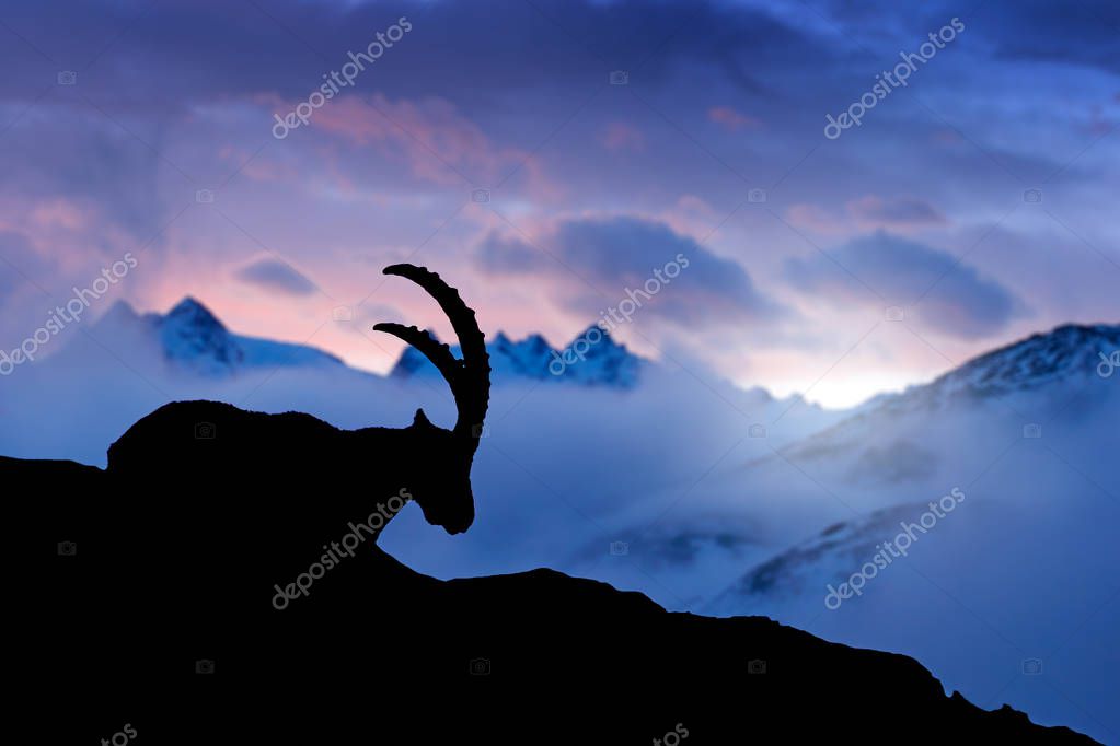 Alpine Ibex, animal en hábitat natural rocoso, Francia. Noche de ...
