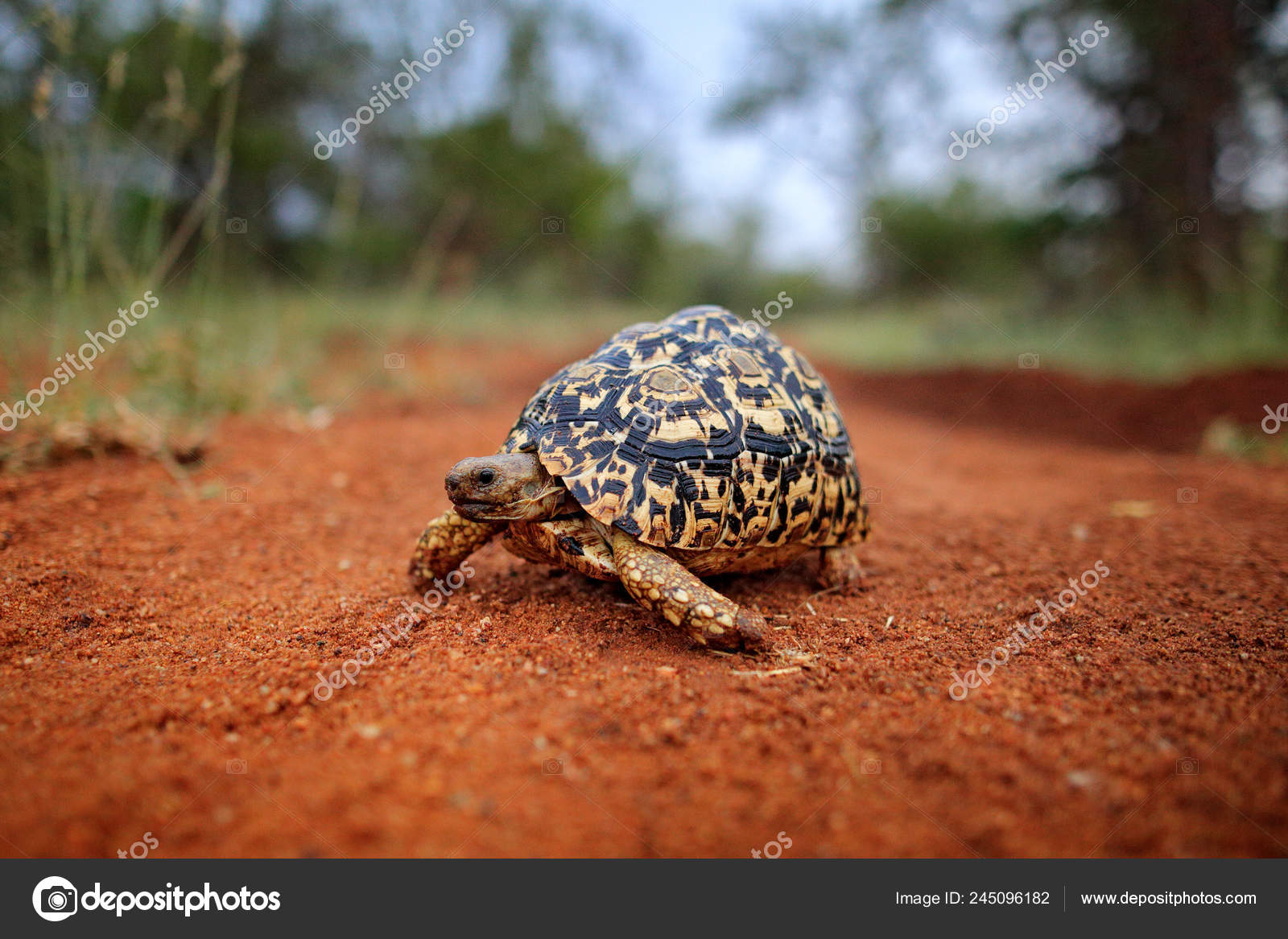 Sand Tortoise Habitat