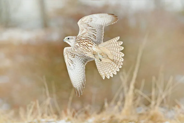 Baby Gyrfalcons Of Predators