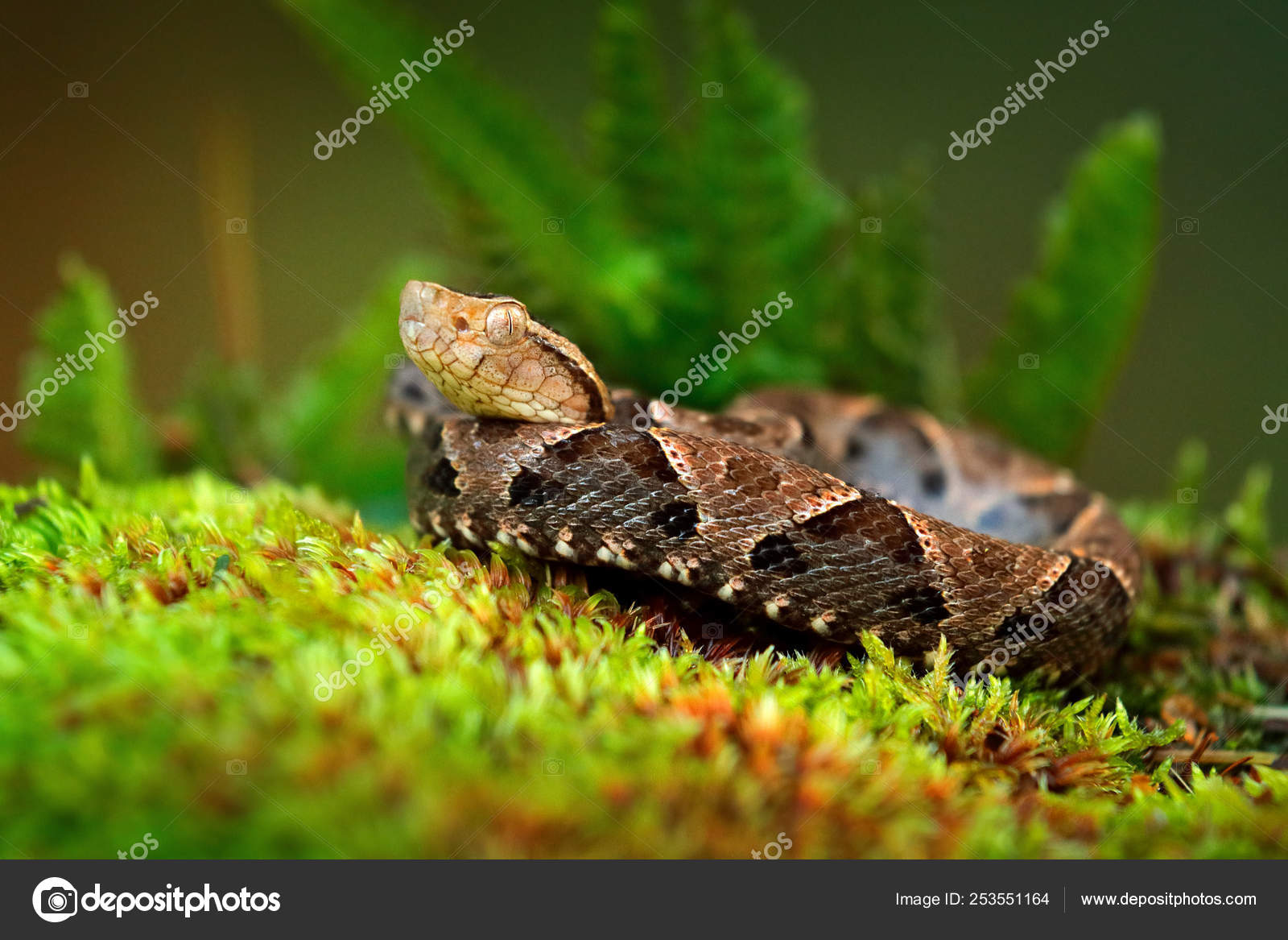 Bothrops Atrox Fer Lance Nature Habitat Common Lancehead Viper Tropical ...