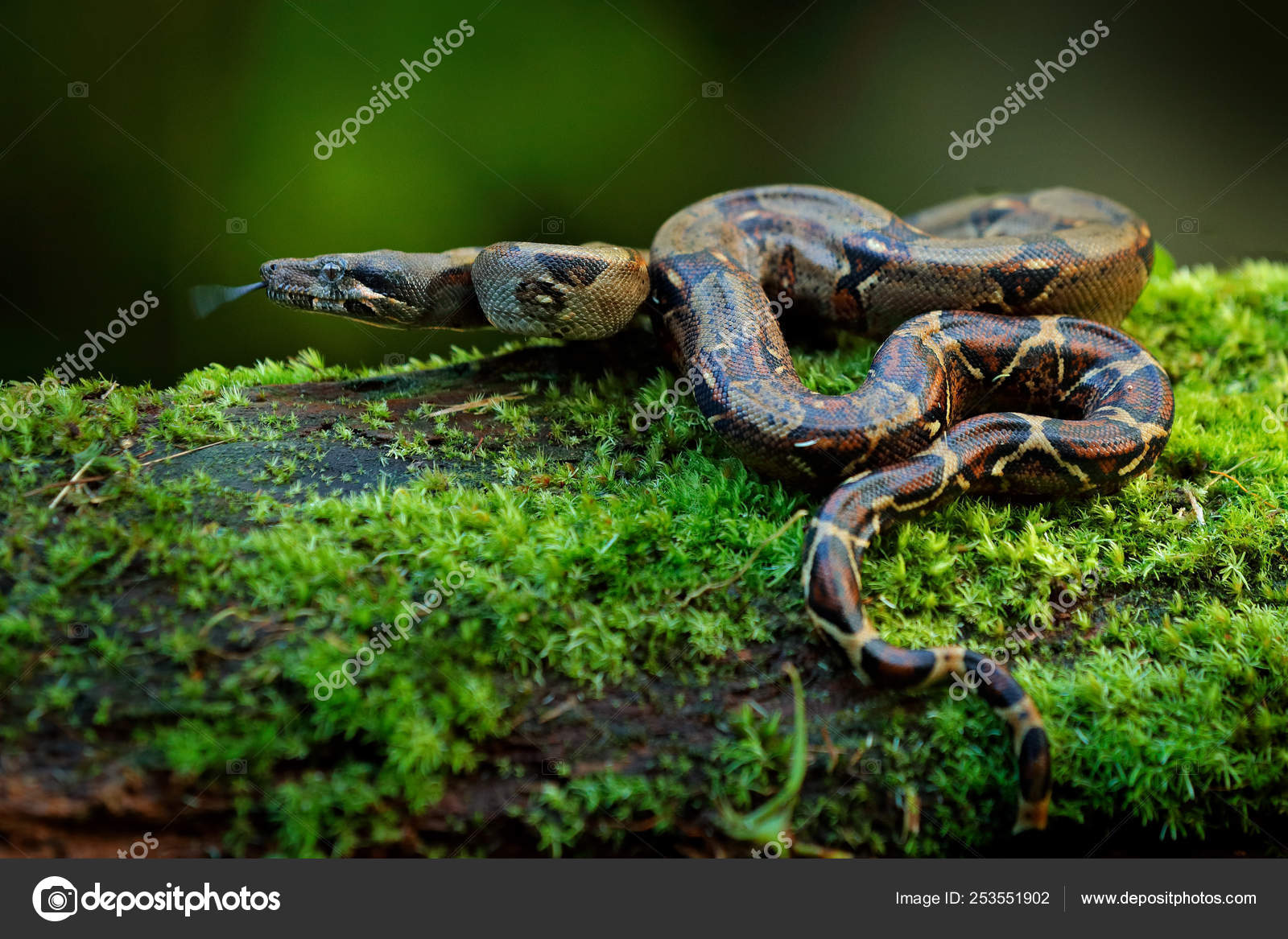 Green Boa Constrictor