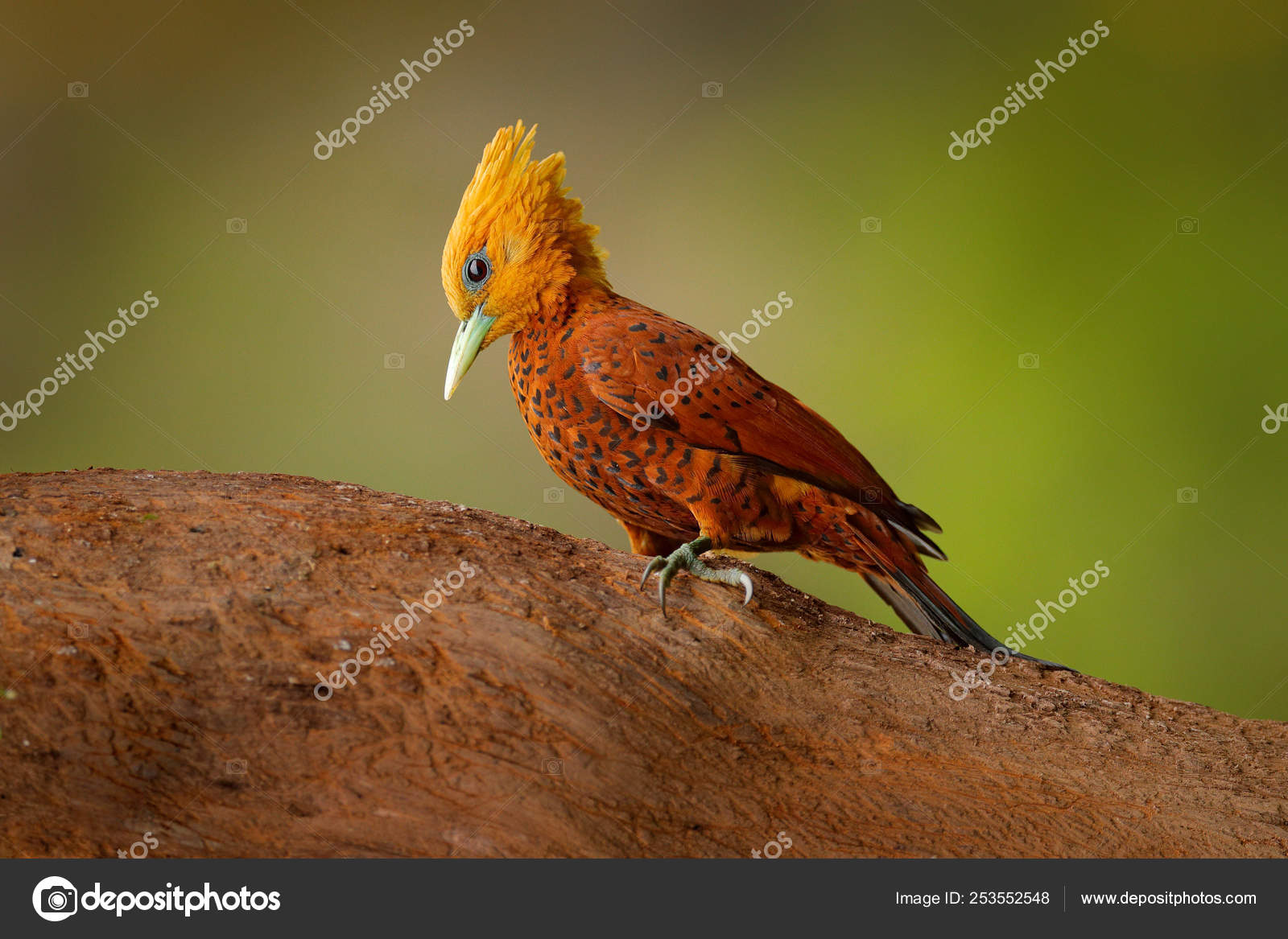 Chestnut Coloured Woodpecker Celeus Castaneus Brawn Bird Costa Rica ...