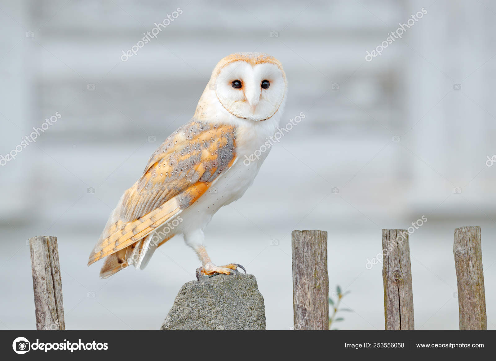 Barn Owl Sitting Wooden Fence Front Country Cottage Bird Urban — Stock ...