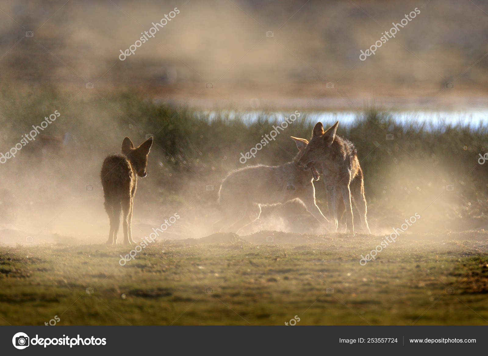 Young Jackals Playing Sand Morning Backlight Water Lake Jackals Evening ...