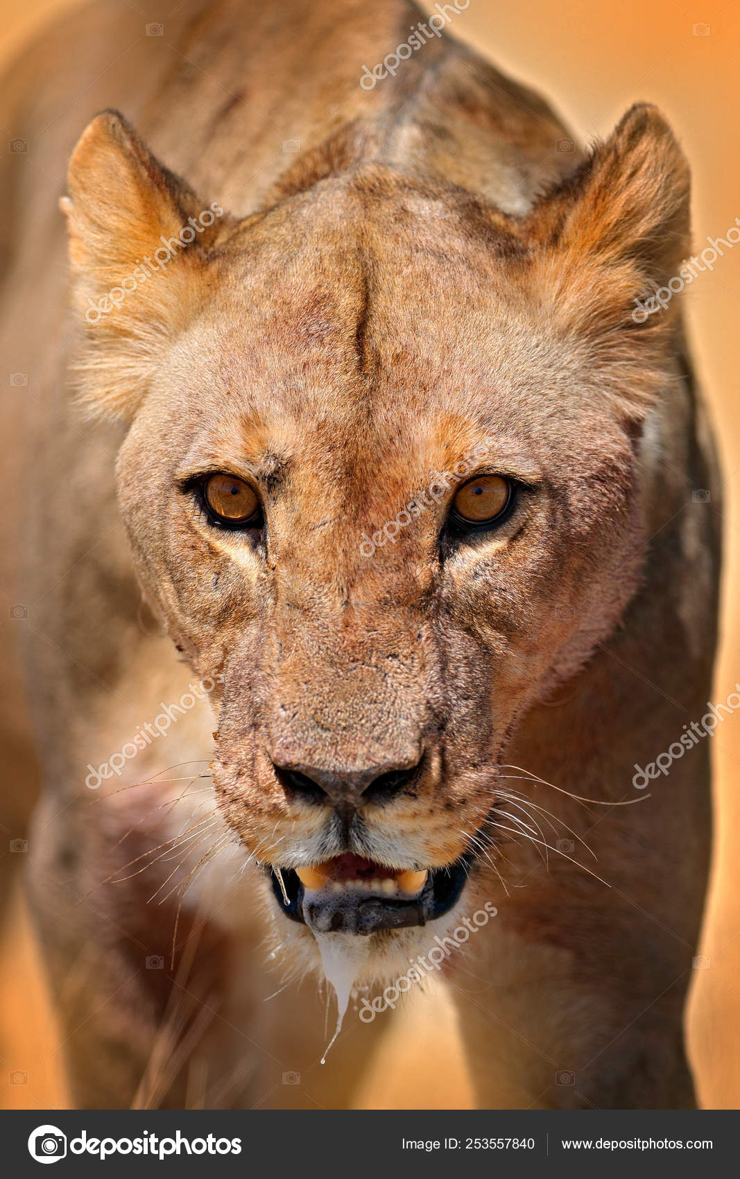 Female Lion Head