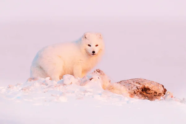 Polar Fox Deer Carcass Snow Habitat Winter Landscape Svalbard Norway — Stock Photo ...